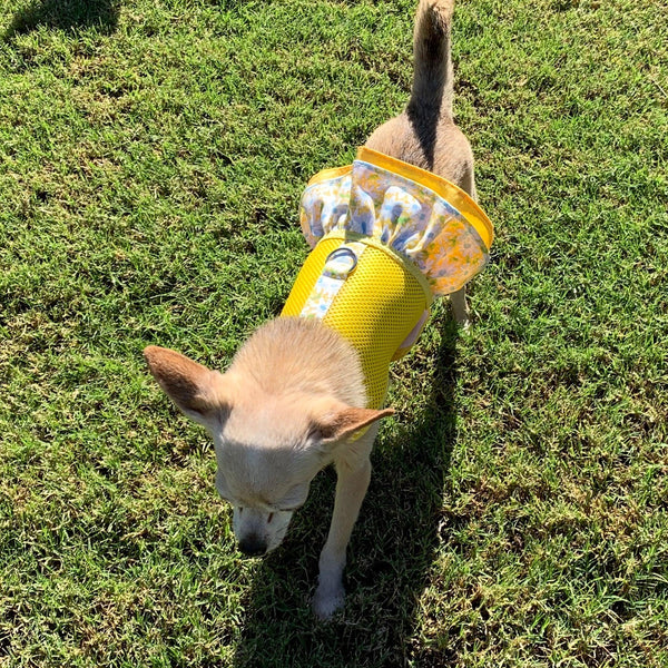 Yellow Air Mesh Ruffled Dog Vest Harness – SpoiledDogDesigns.com